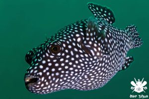 Pufferfish and Porcupine fish all over! - Dive Zihuatanejo