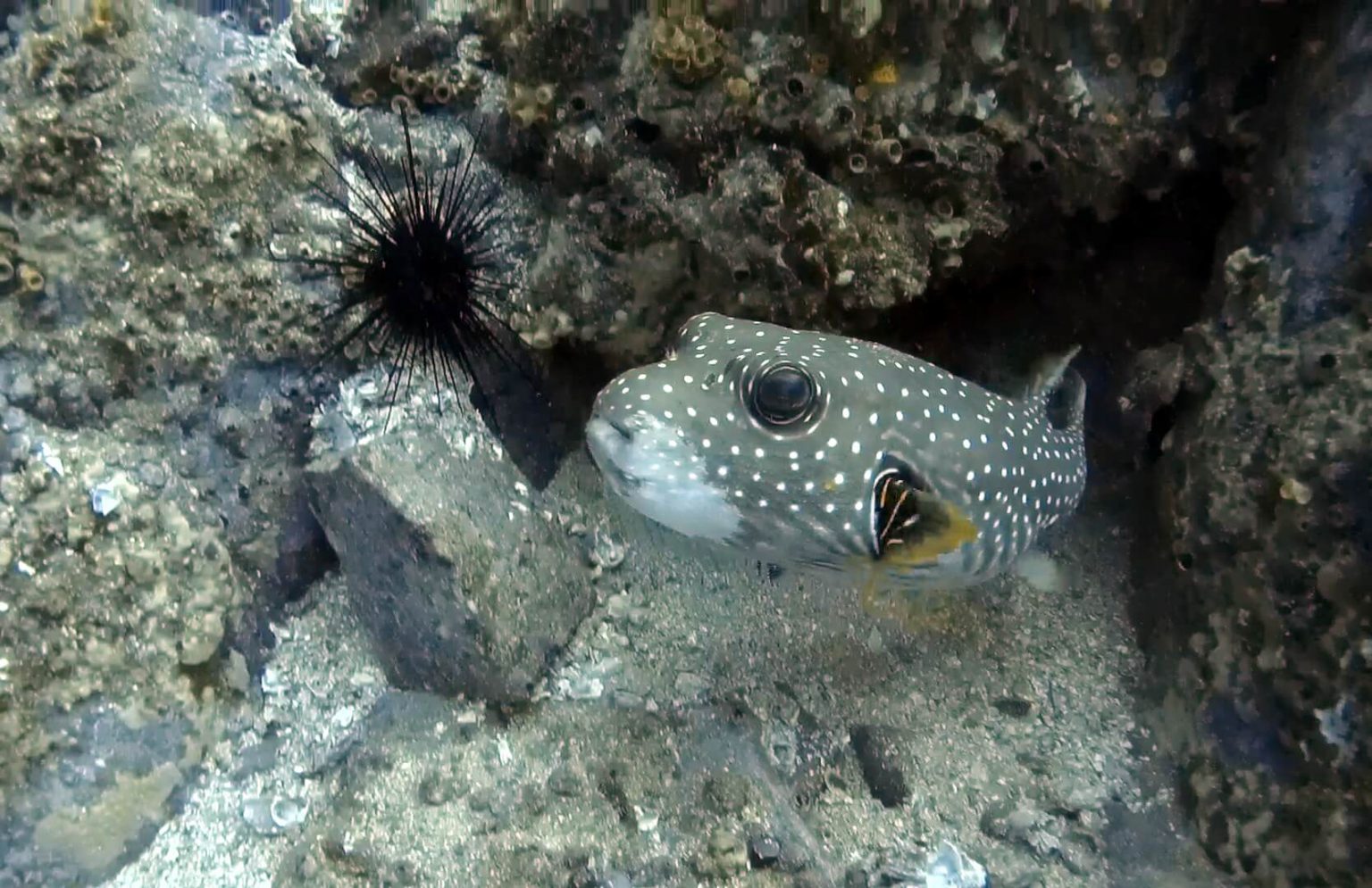 Pufferfish and Porcupine fish all over! - Dive Zihuatanejo